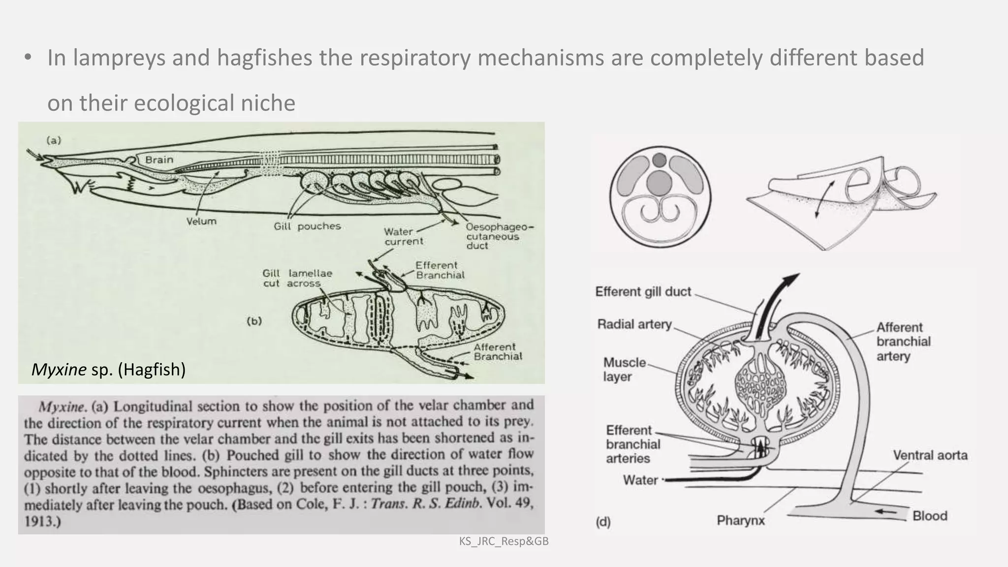 Respiratory system & gas bladder | PPTX