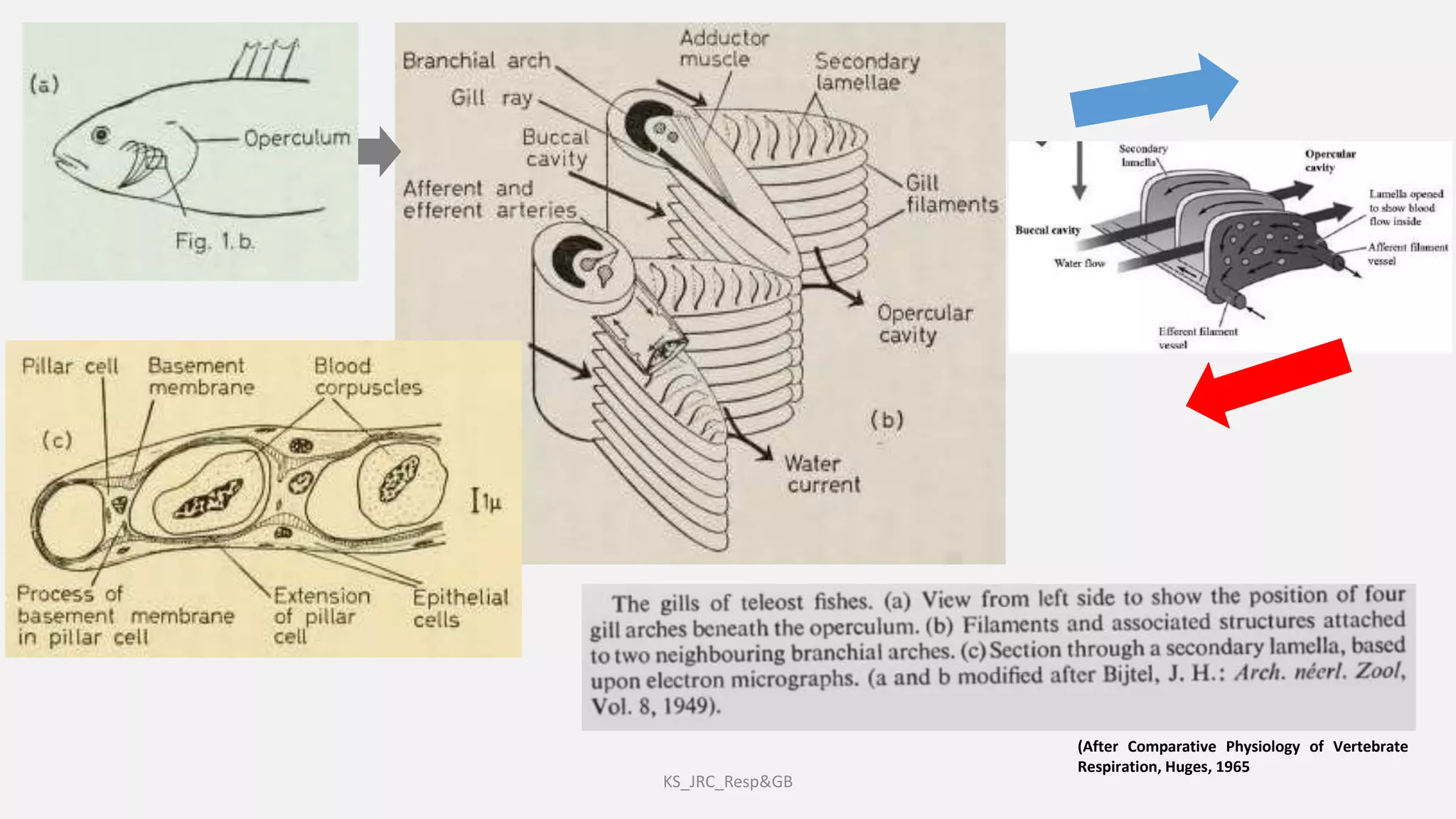 Respiratory system & gas bladder | PPTX