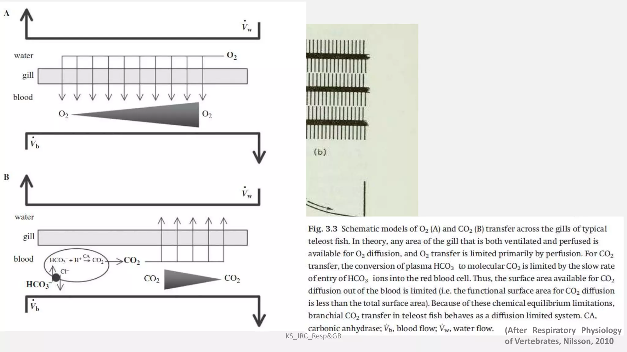 Respiratory system & gas bladder | PPTX