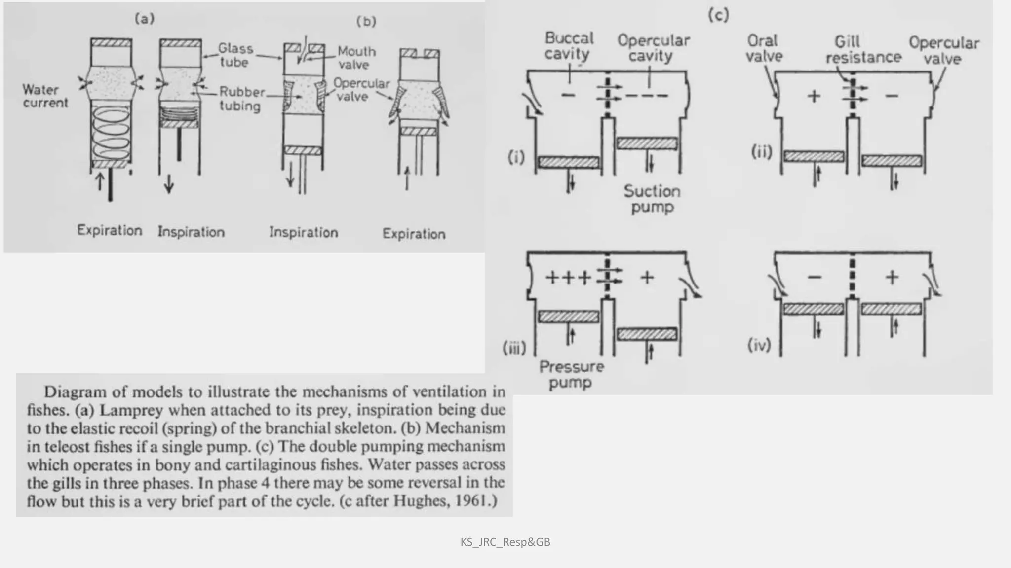 Respiratory system & gas bladder | PPTX