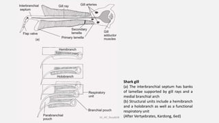 Respiratory system & gas bladder | PPTX | Lung and Respiratory Health ...