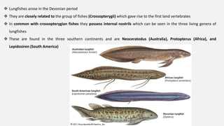 Respiratory system & gas bladder | PPTX | Lung and Respiratory Health ...