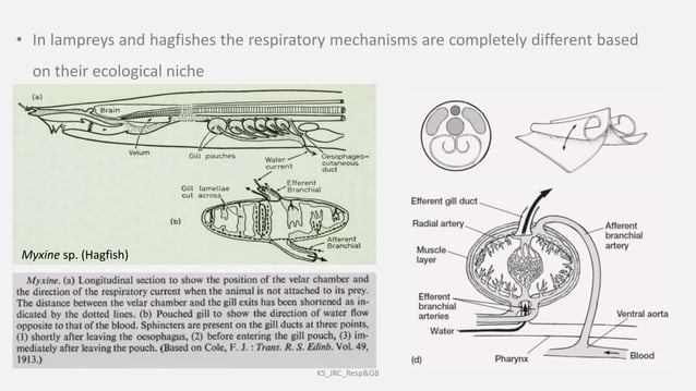 Respiratory system & gas bladder | PPT