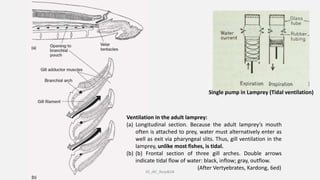 Respiratory system & gas bladder | PPTX