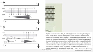 Respiratory system & gas bladder | PPTX | Lung and Respiratory Health ...