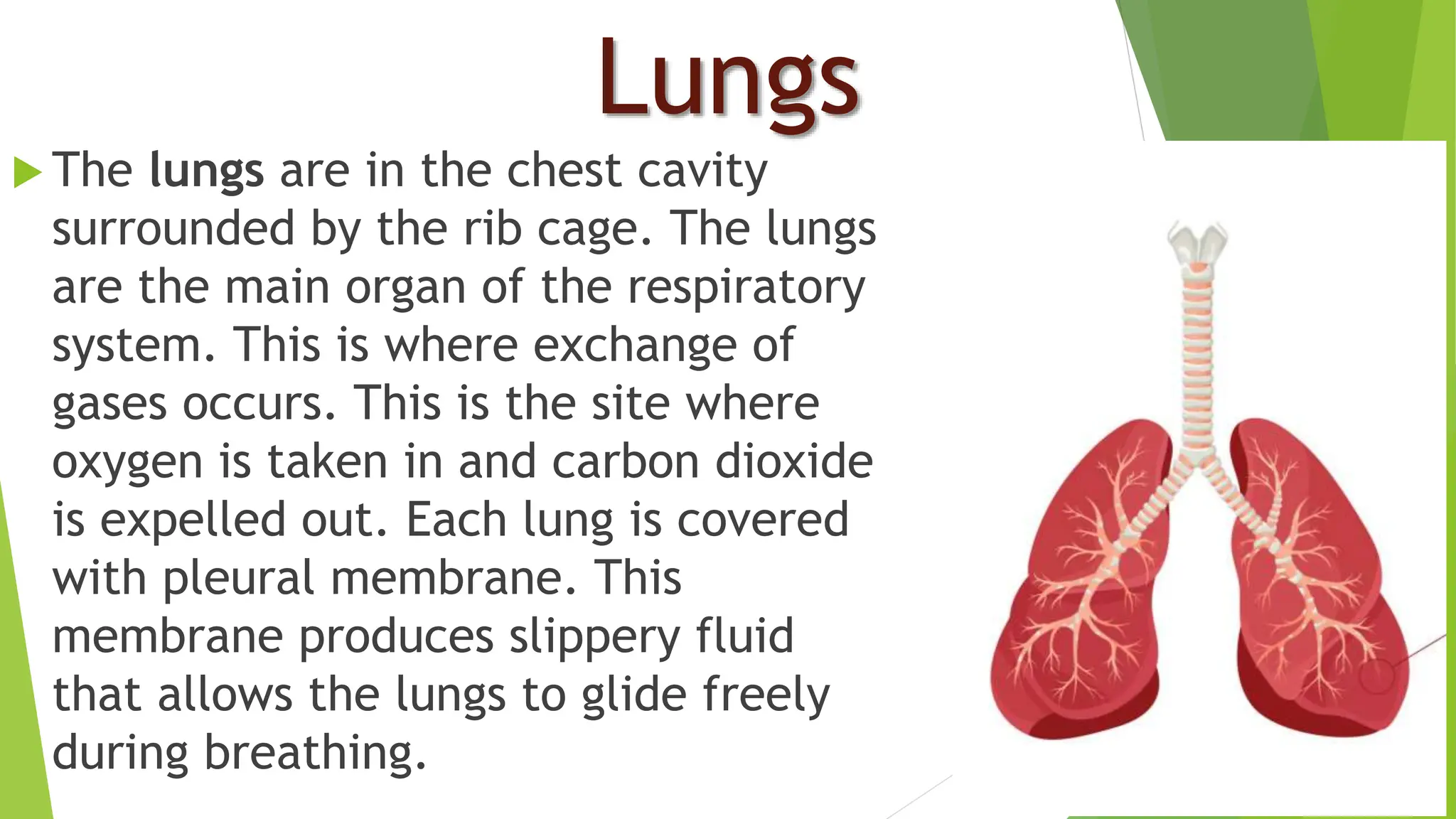 Respiratory System GRADE 6.pptx