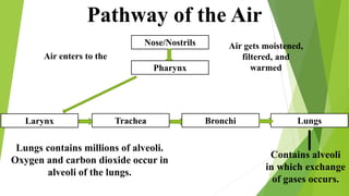 Respiratory System GRADE 6.pptx