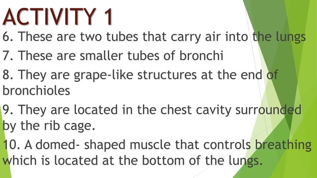 Respiratory System GRADE 6.pptx | Lung and Respiratory Health ...