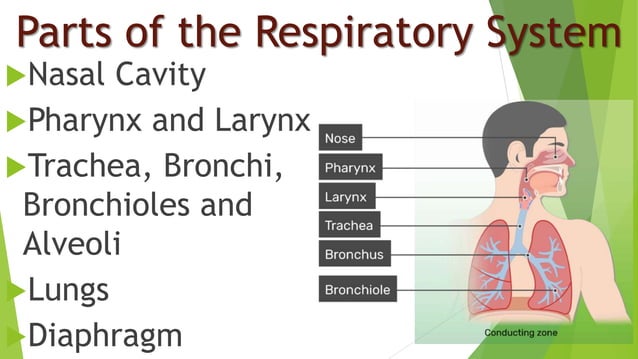 Respiratory System GRADE 6.pptx | Lung and Respiratory Health | Diseases and Conditions