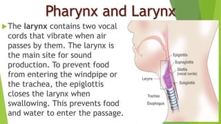 Respiratory System GRADE 6.pptx
