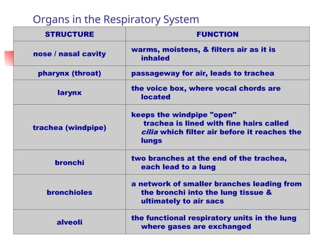 Respiratory System Grade 9 first quarter.ppt