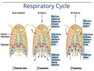 Respiratory System Grade 9 first quarter.ppt