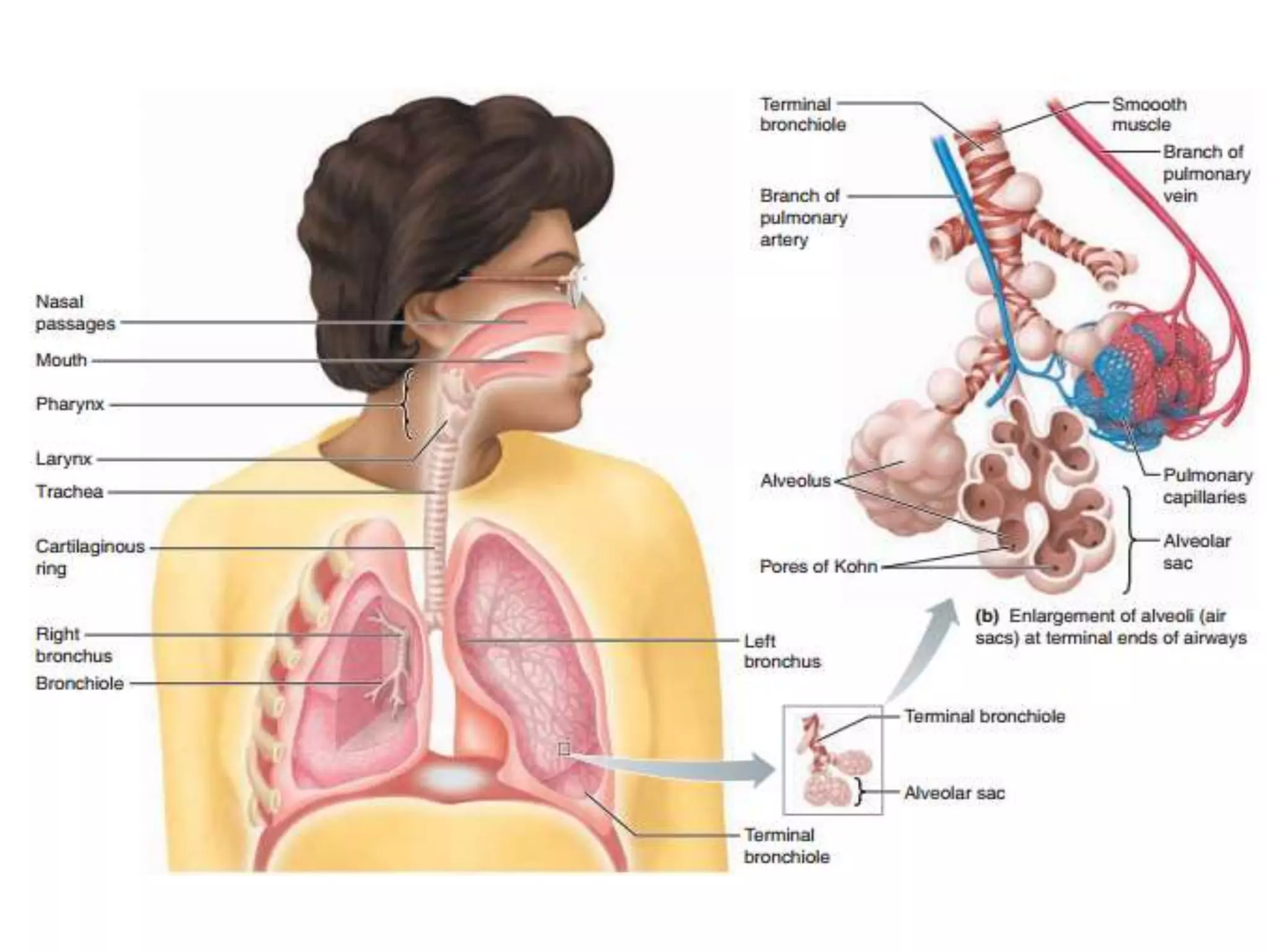 Physiology of the respiratory system | PPTX