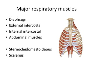 Physiology of the respiratory system | PPTX