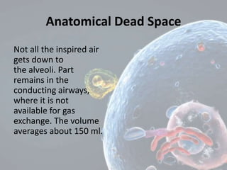 Physiology of the respiratory system | PPTX
