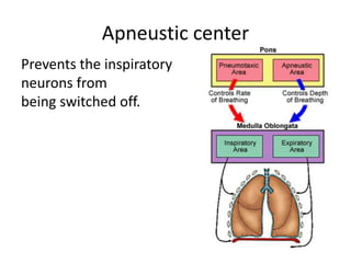 Physiology of the respiratory system | PPTX
