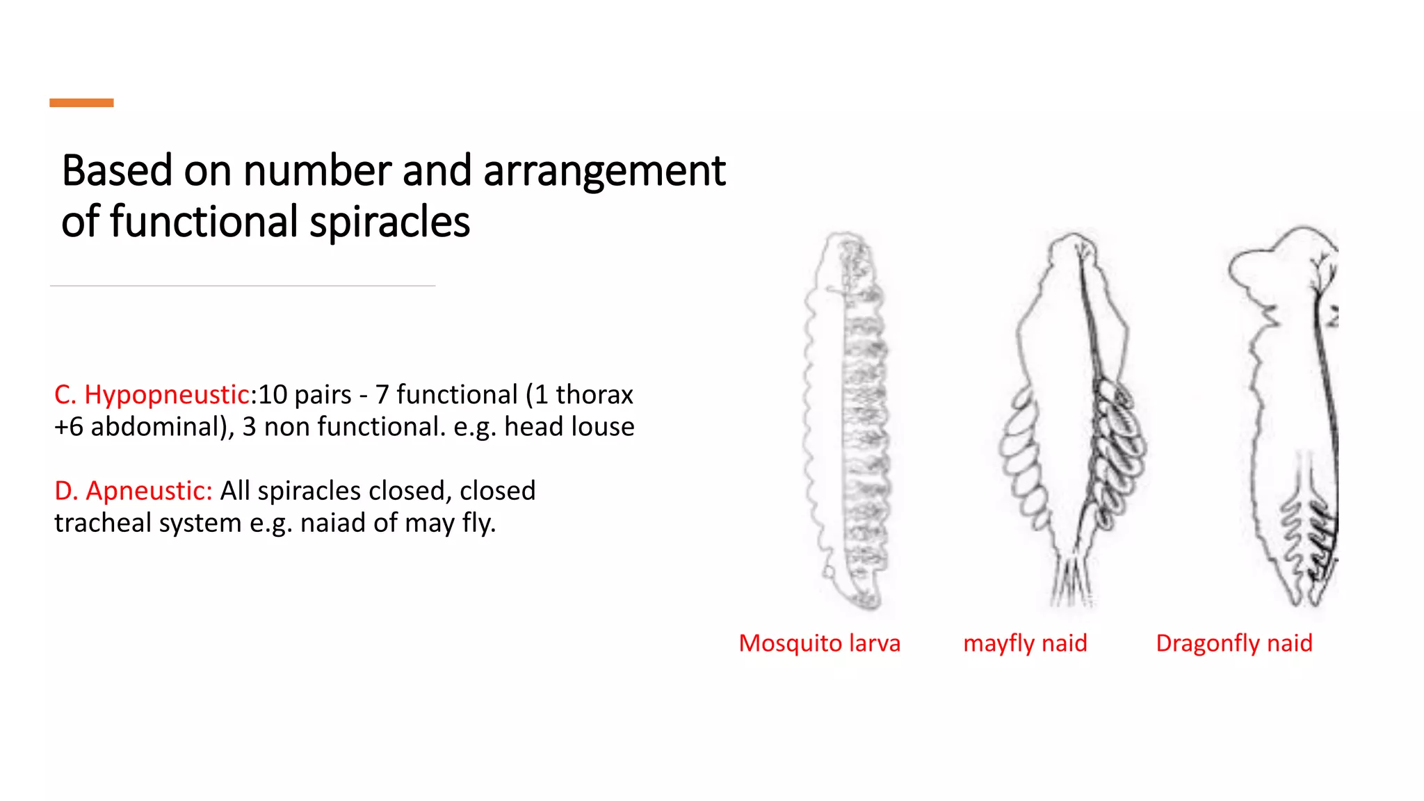 Respiratory system of Insects | PPTX