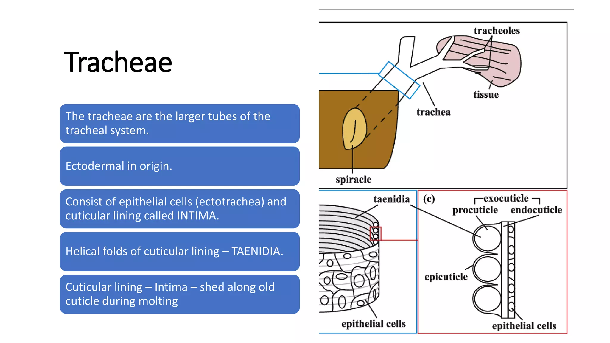 Respiratory system of Insects | PPTX