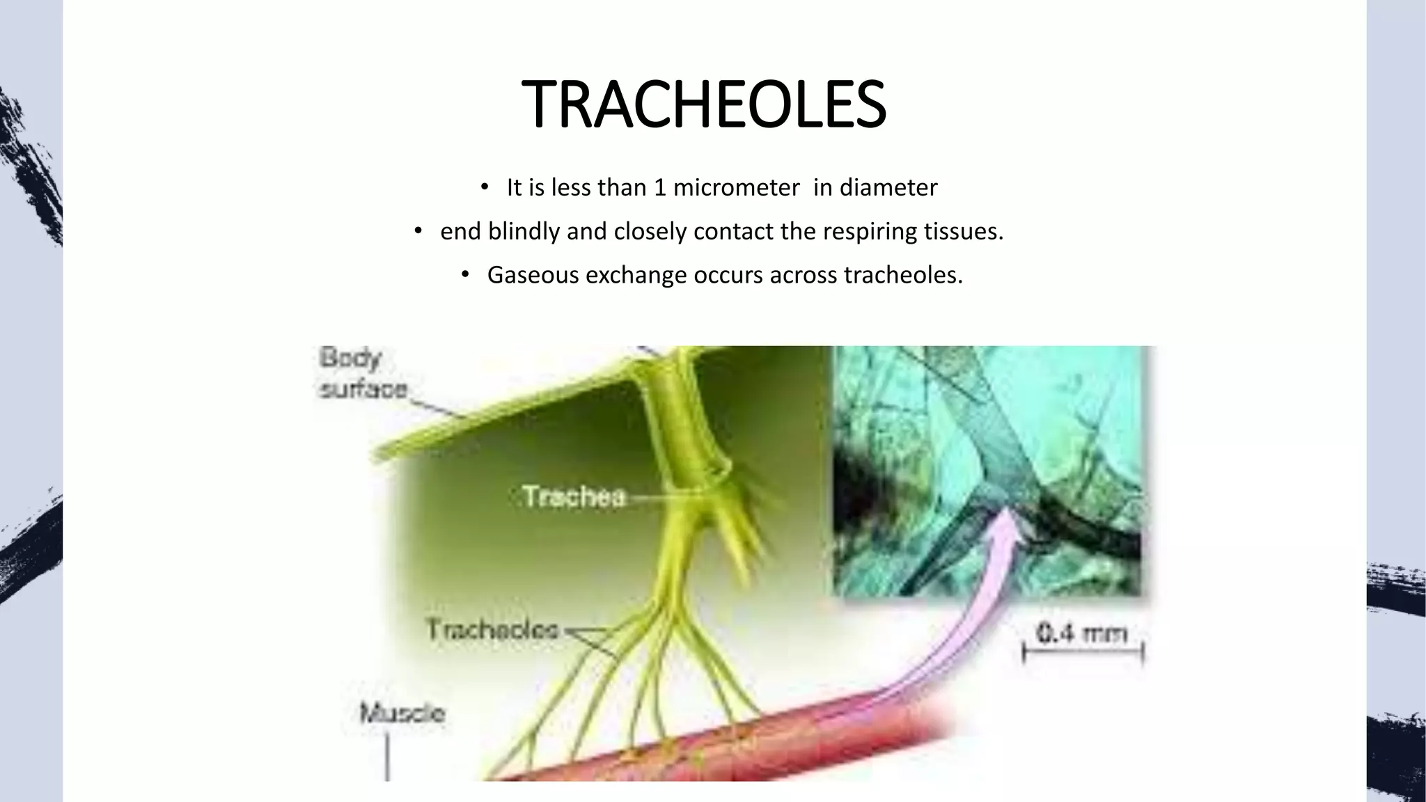 Respiratory system of Insects | PPTX