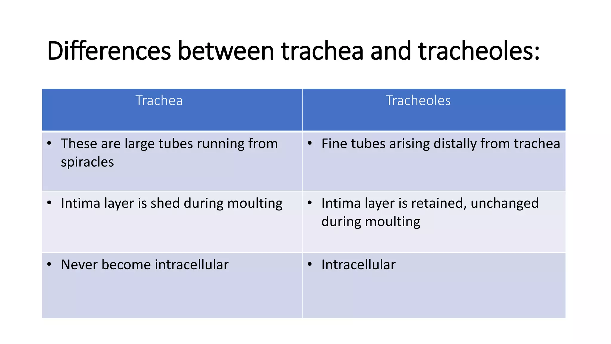 Respiratory system of Insects | PPTX