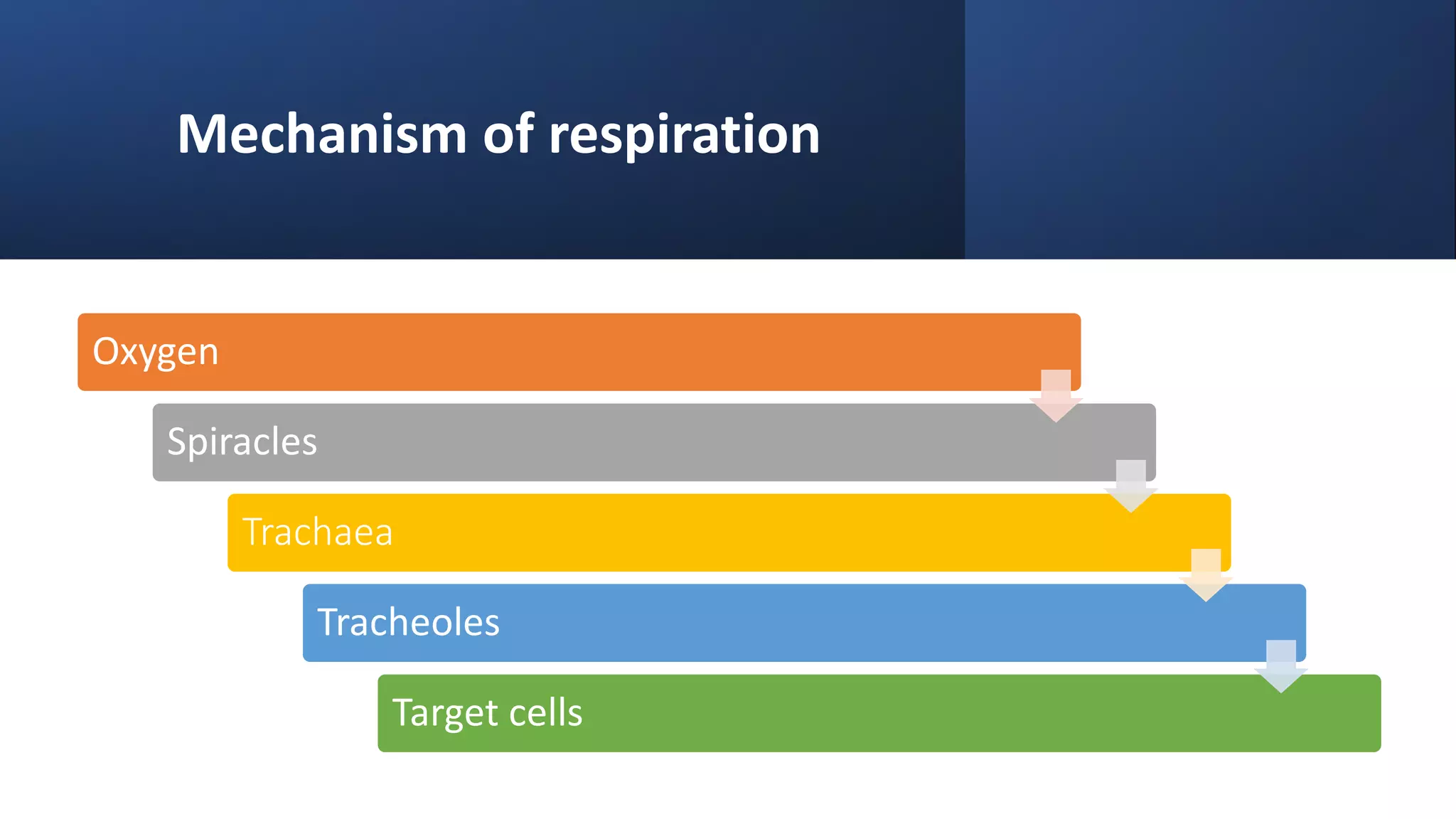 Respiratory system of Insects | PPTX