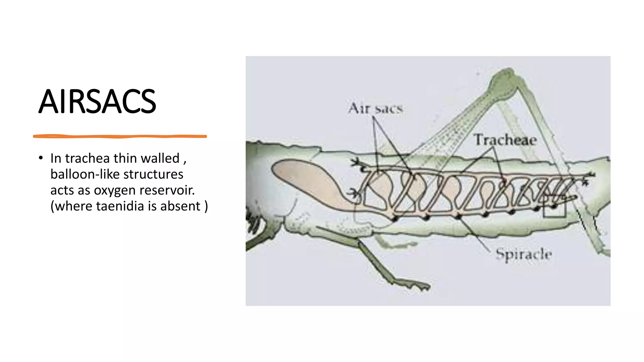 Respiratory system of Insects | PPTX