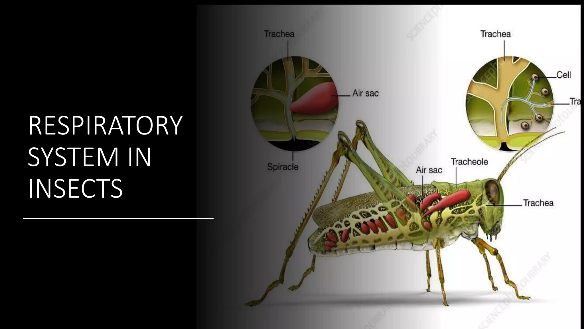 Respiratory system of Insects | PPTX