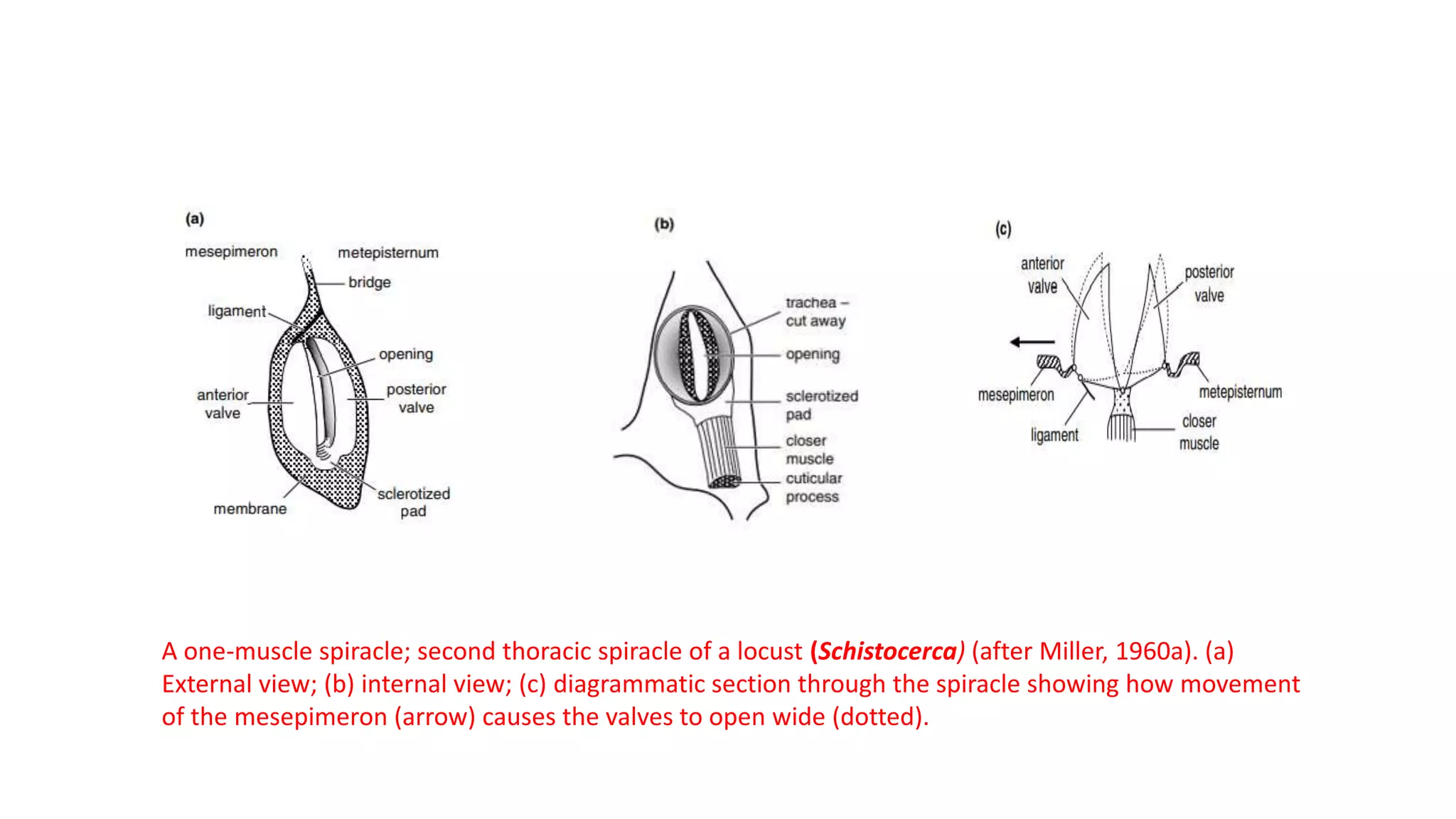 Respiratory system of Insects | PPTX