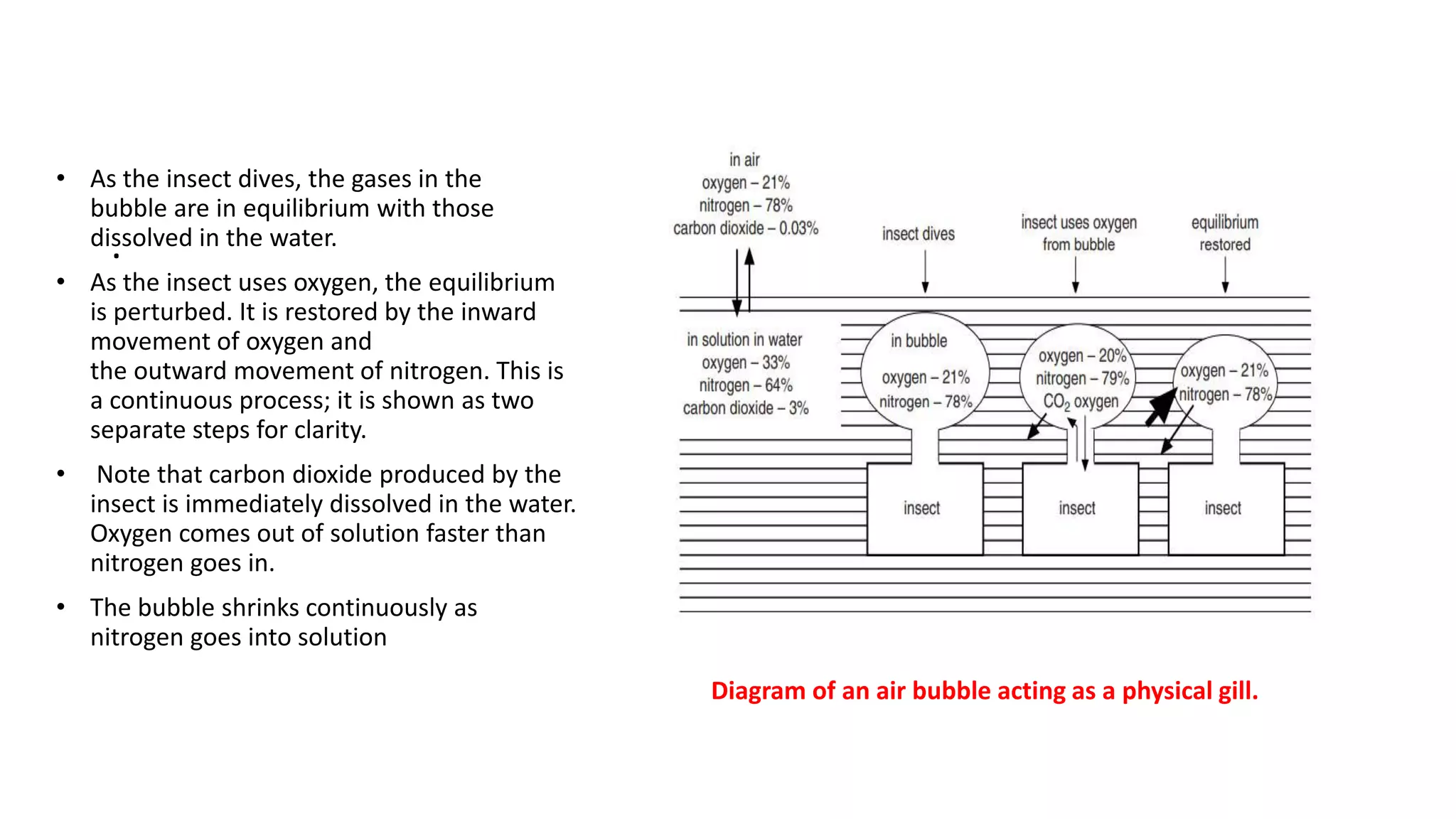 Respiratory system of Insects | PPTX