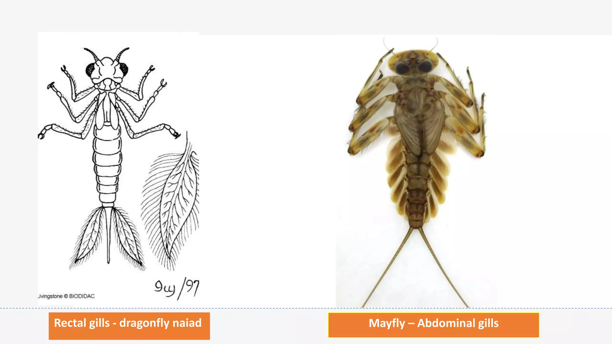 Respiratory system of Insects | PPTX