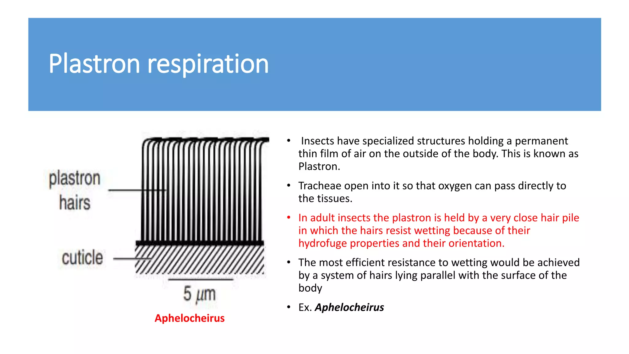 Respiratory system of Insects | PPTX