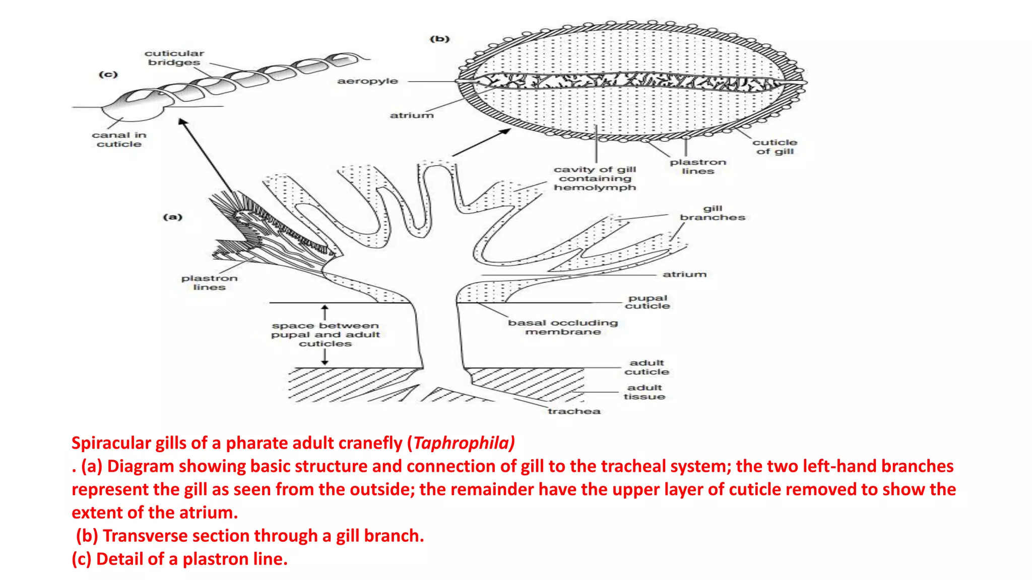 Respiratory system of Insects | PPTX
