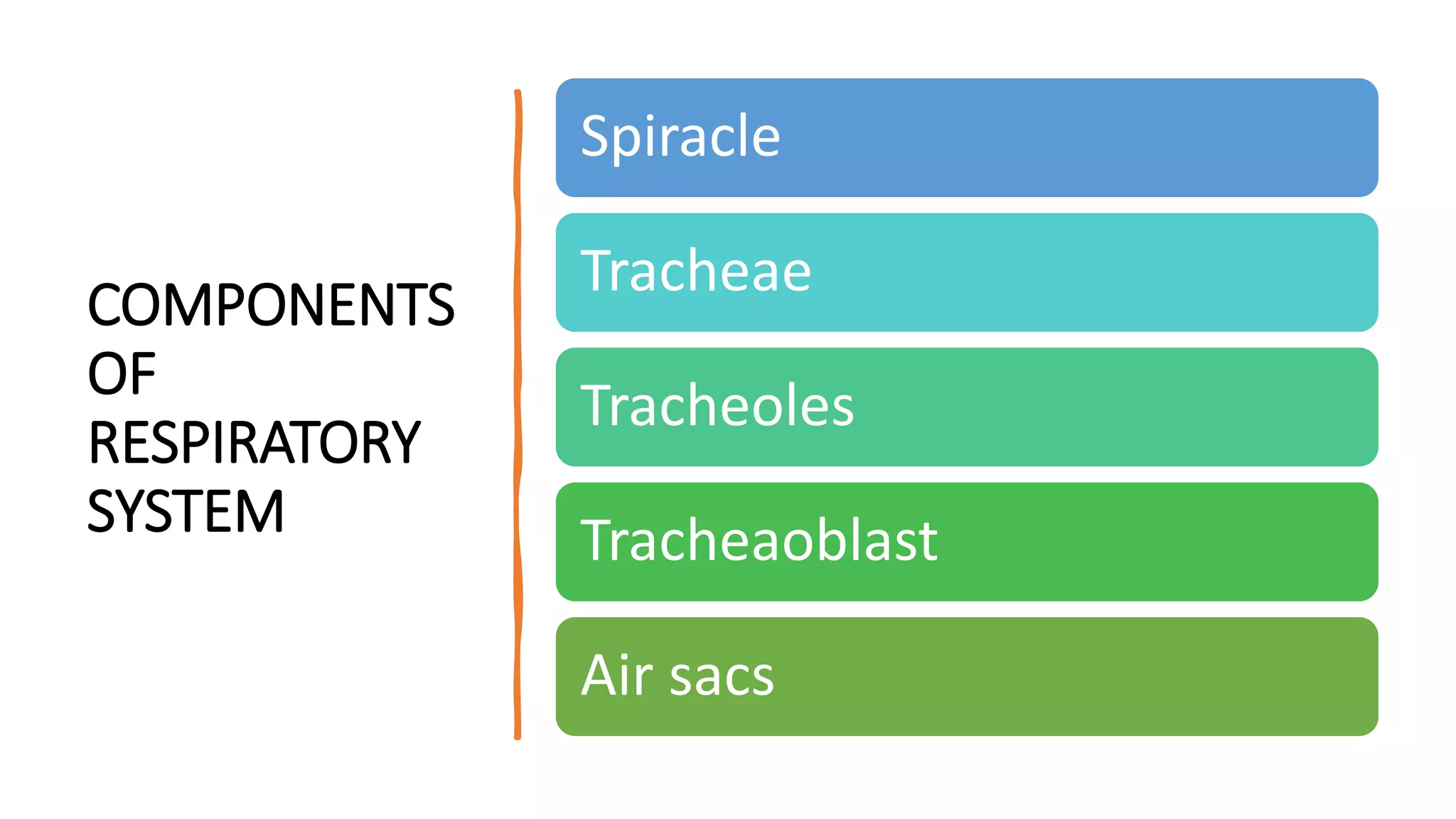 Respiratory system of Insects | PPTX