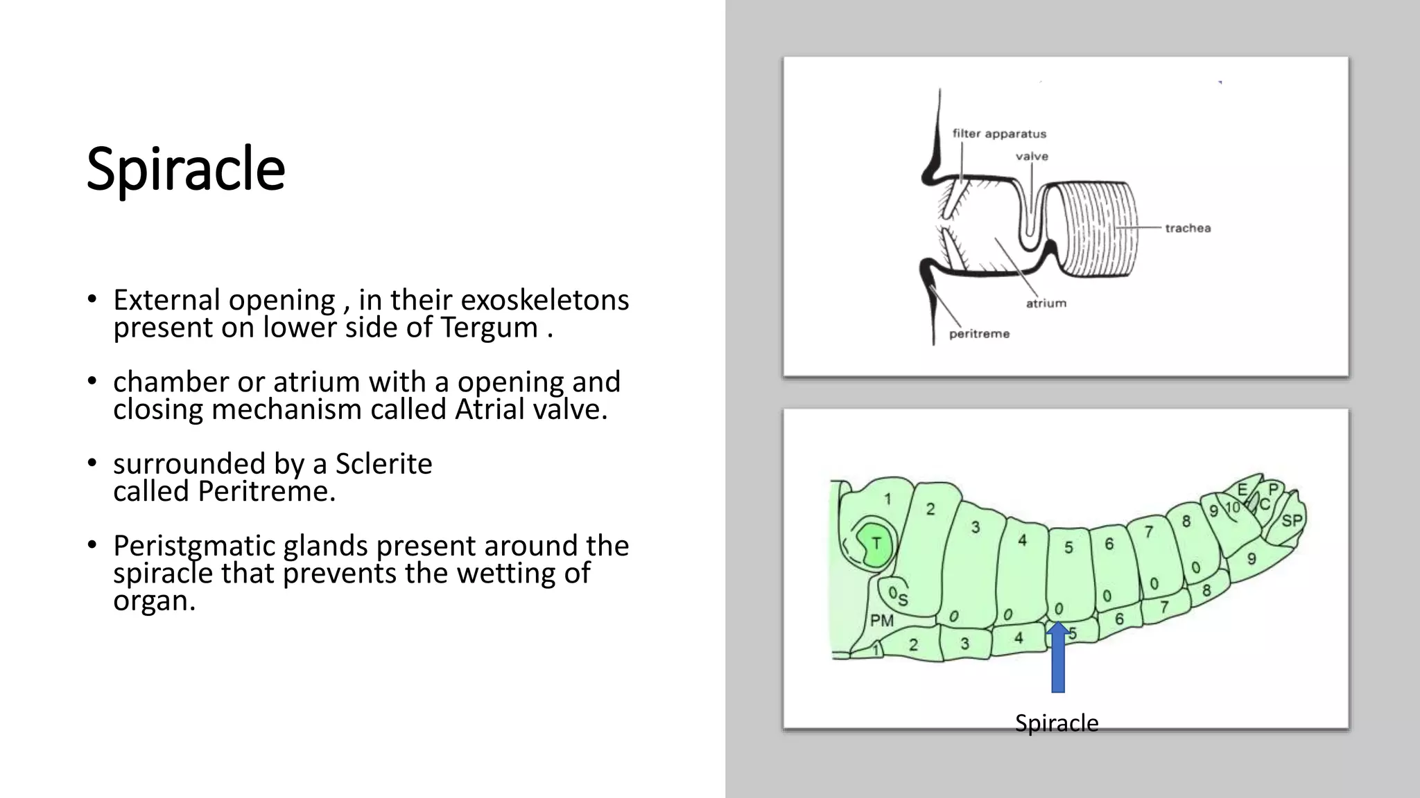 Respiratory system of Insects | PPTX