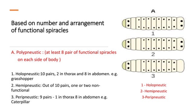 Respiratory system of Insects | PPTX