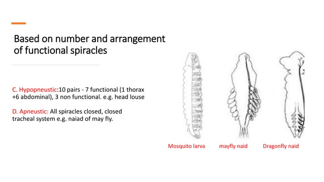 Respiratory system of Insects | PPTX