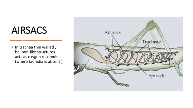 Respiratory system of Insects | PPTX