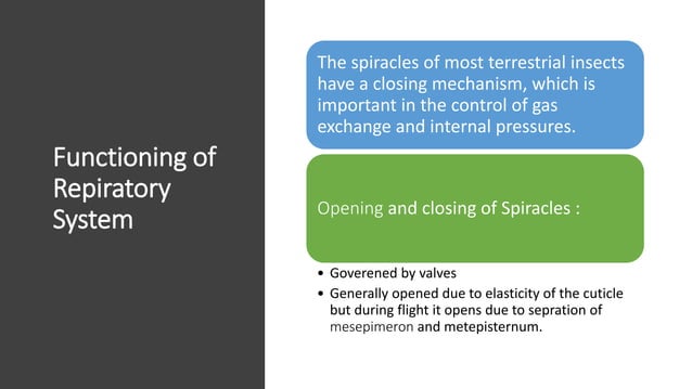 Respiratory system of Insects | PPTX