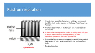 Respiratory system of Insects | PPTX