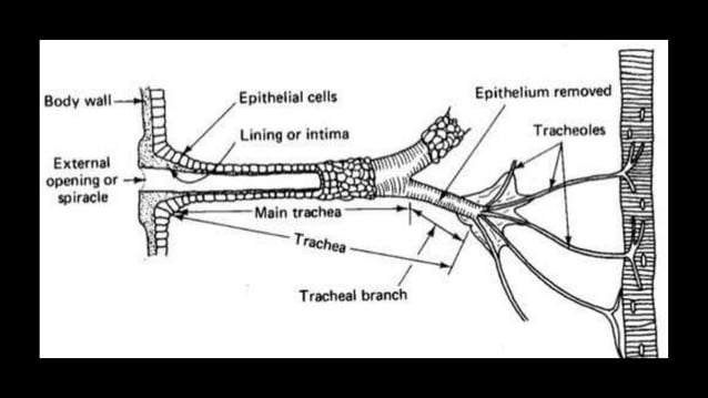 Respiratory system of Insects | PPTX
