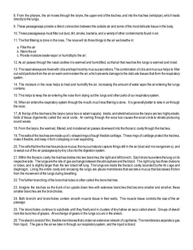 Respiratory system handout