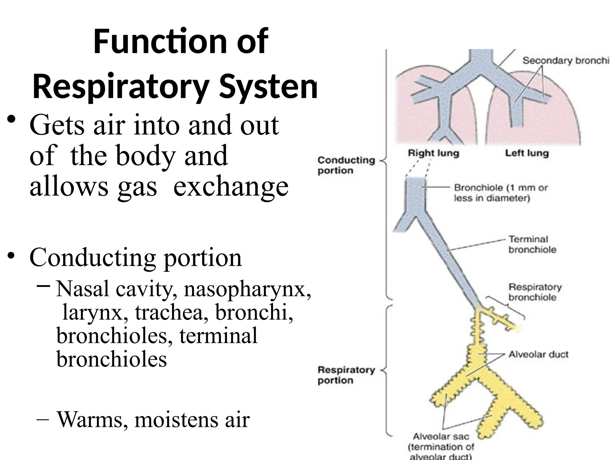 RESPIRATORY SYSTEM HISTOLOGY introduction (2).pptx