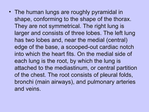 Respiratory system in mammals | PPT