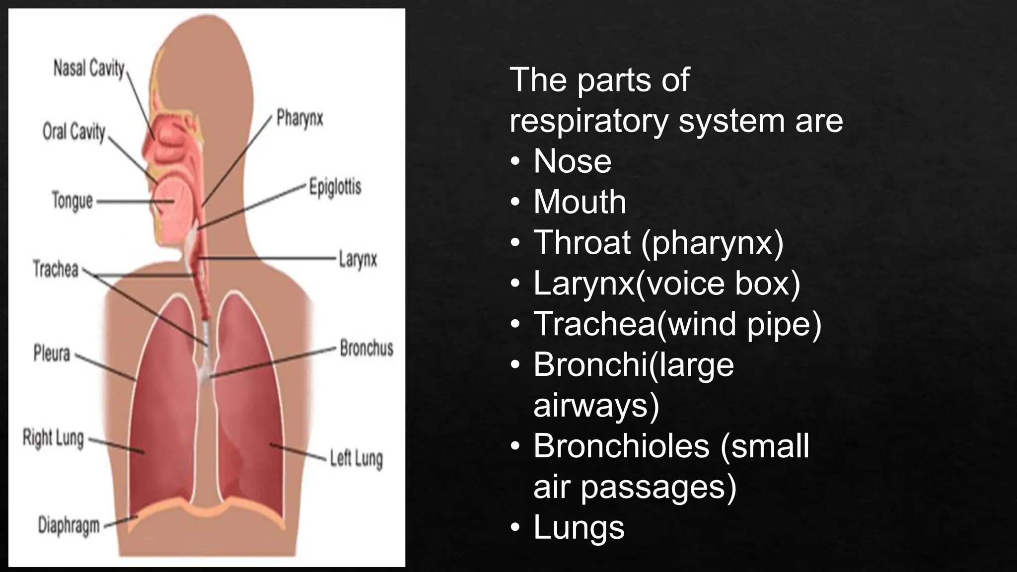 RESPIRATORY SYSTEM and the functions .pptx