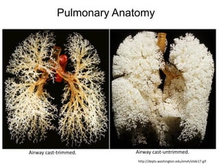 Respiratory system manash paul ppt | PPT