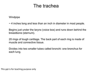 Respiratory system manash paul ppt | PPT