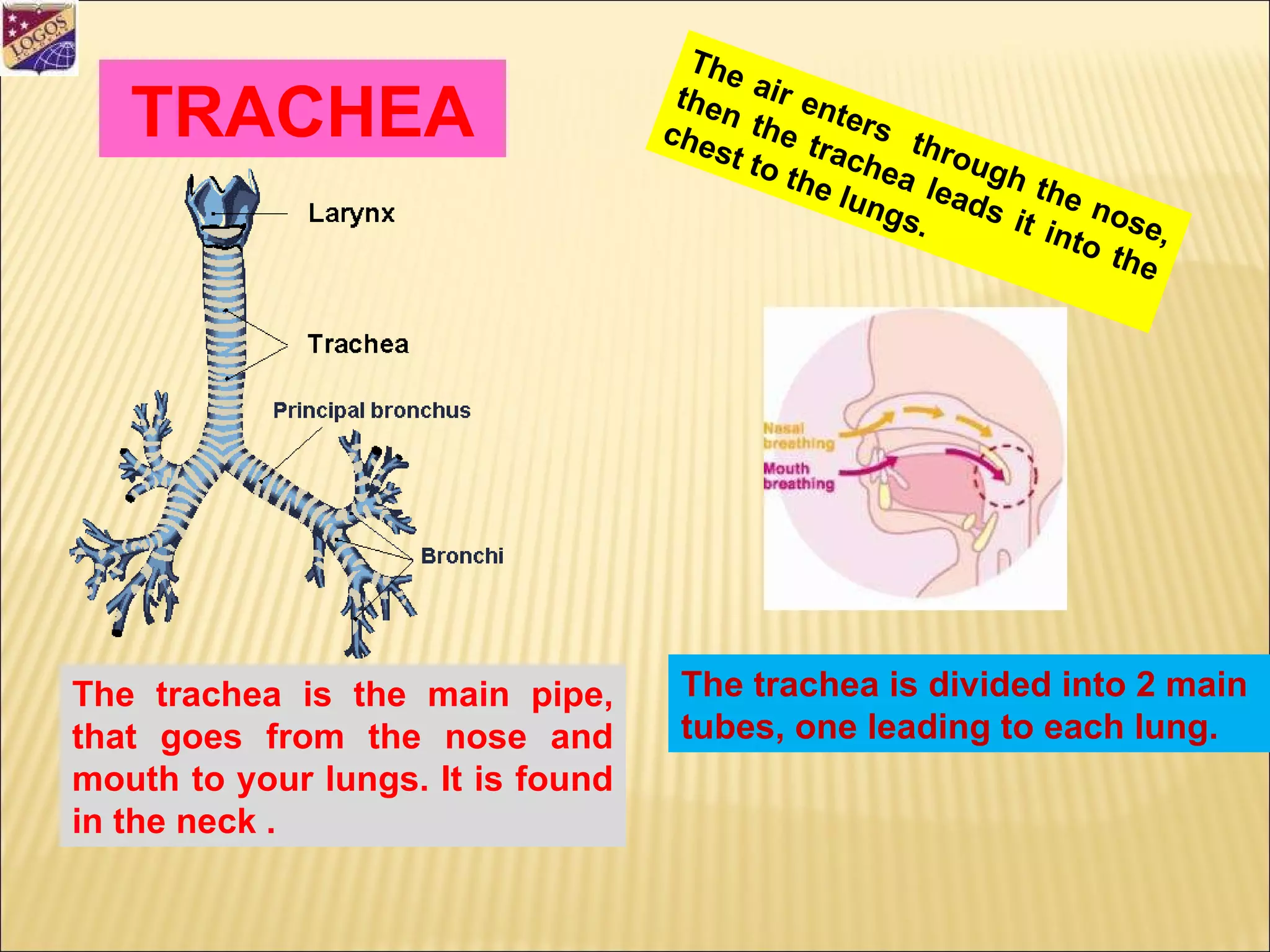 Respiratory System | PPT