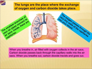 Respiratory System | PPT