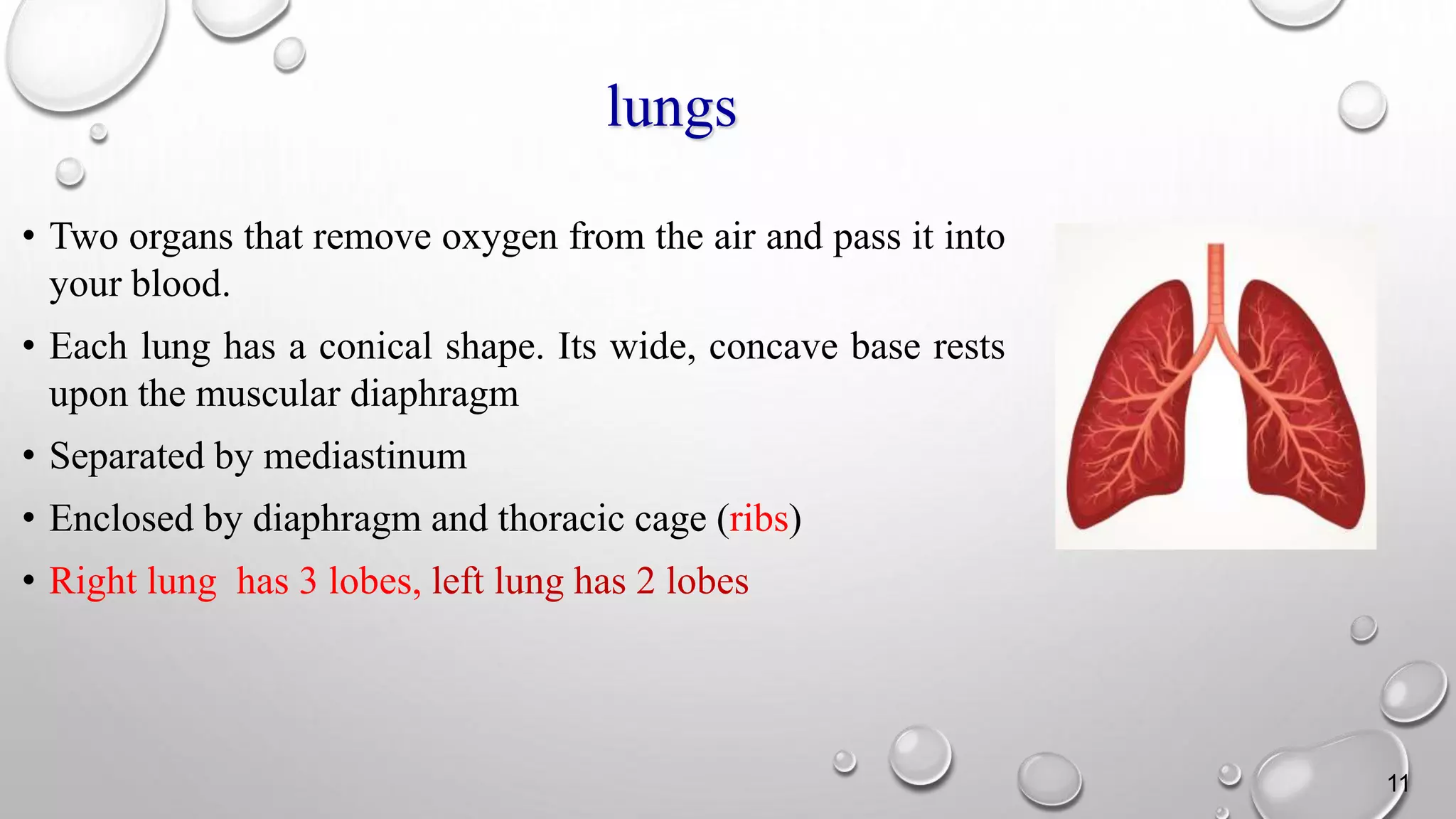 respiratory system new seminar(anatomy).pptx