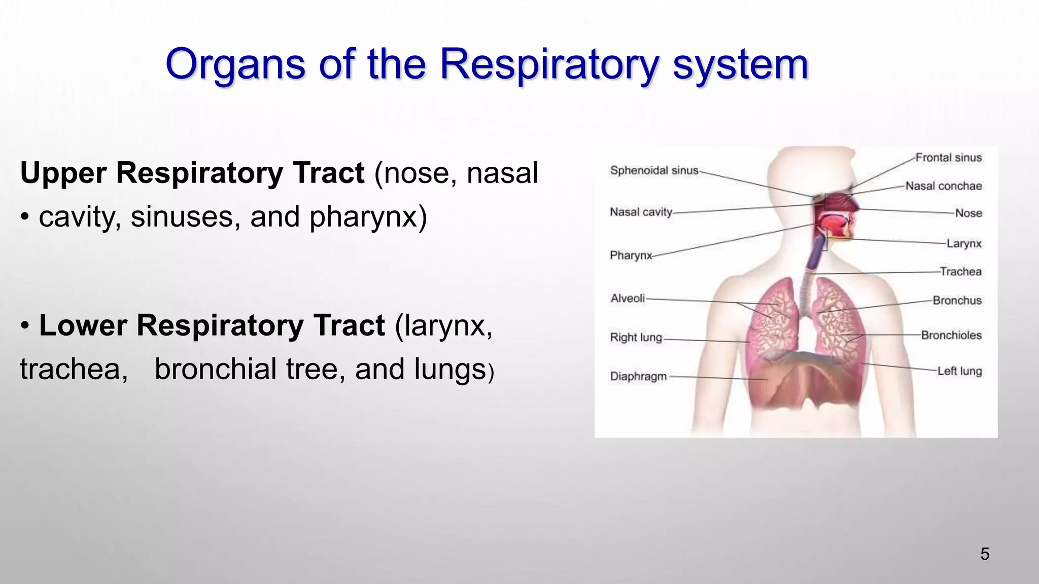 respiratory system new seminar(anatomy).pptx